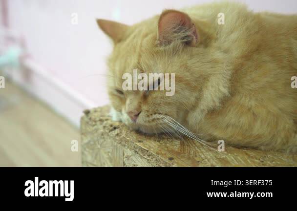 Close-up portrait of cute ginger cat relaxing and looking away on ...