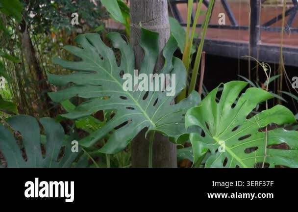 Monstera adansonii plant with vibrant green fenestrated leaves in ...