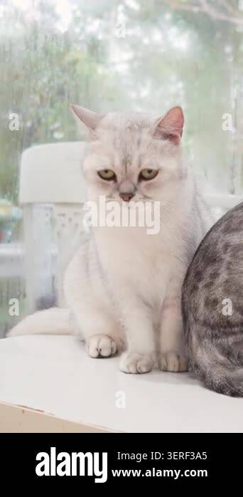 Calm fluffy cat relaxing in bright Scandinavian style interior Stock ...