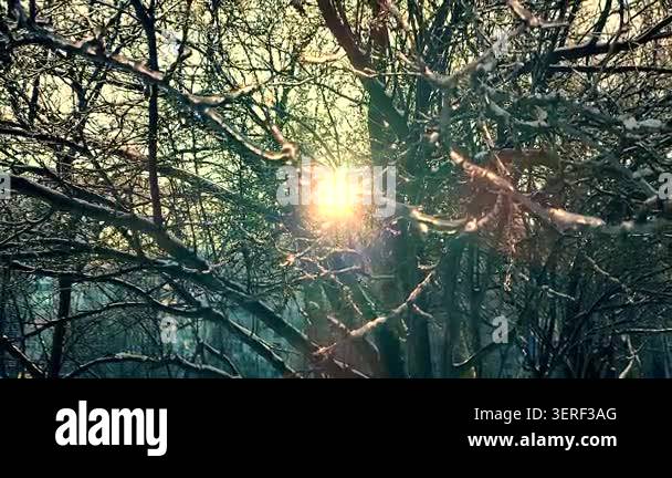 The sun shining through the branches of a tree on a sunny winter day ...