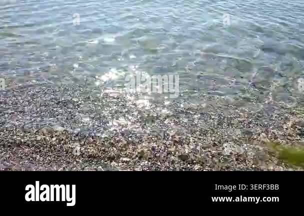 Clean transparent water on shallow sandy seashore with shells with ...