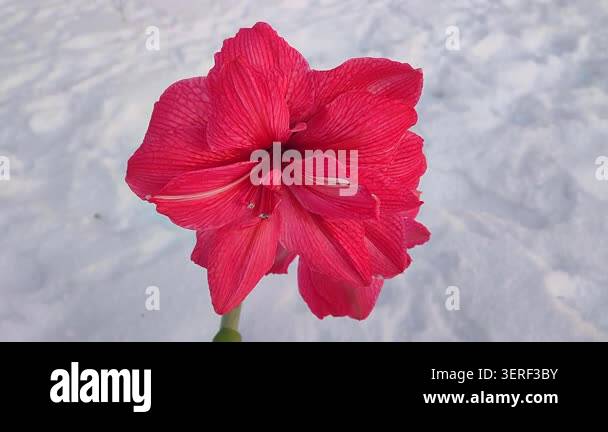 Hippeastrum amaryllis Pink Symphony. Large blooming flower pink color ...