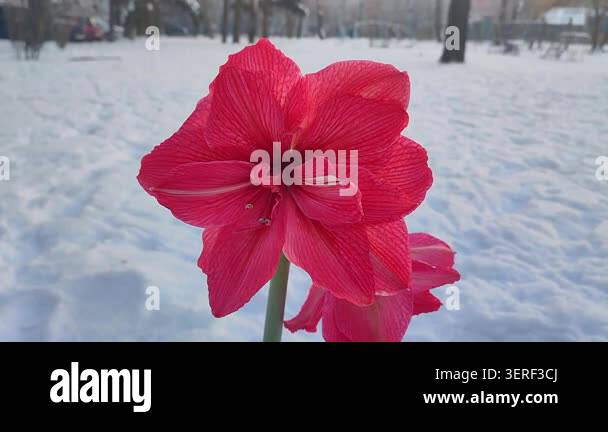 Hippeastrum amaryllis Pink Symphony. Large blooming flower pink color ...
