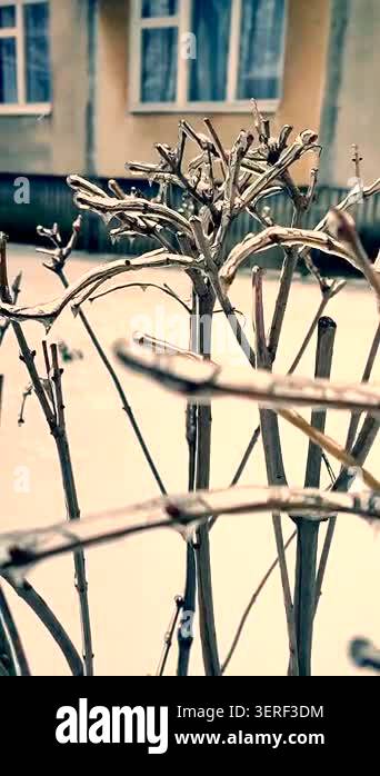 Icy dry branch of bush near building on winter day. Transparent ice ...