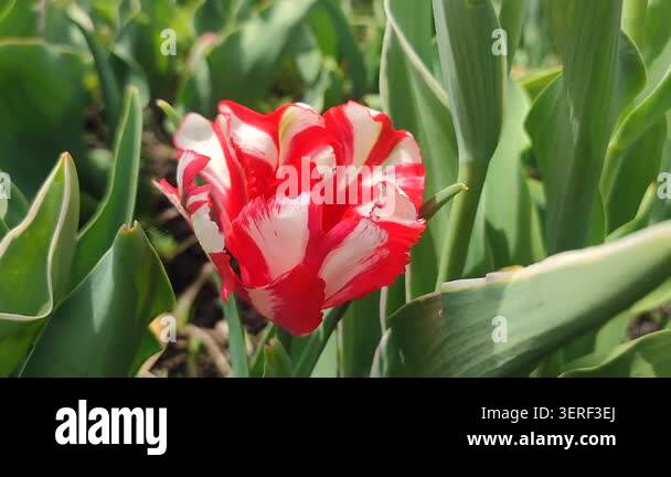 Tulip. Beautiful blooming tulip flower. Blooming tulip flower with red ...