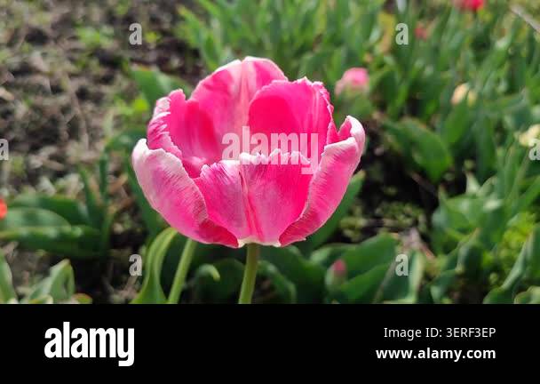 Tulip. Beautiful blooming tulip flower. Blooming tulip flower with pink ...