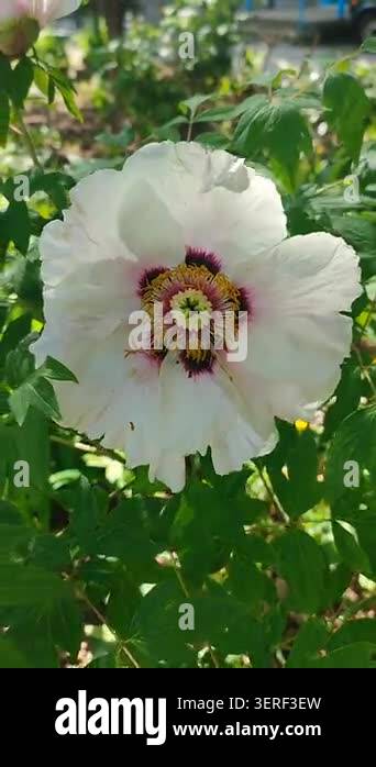 Large tree peony flower. A large flower with white petals and stamens ...