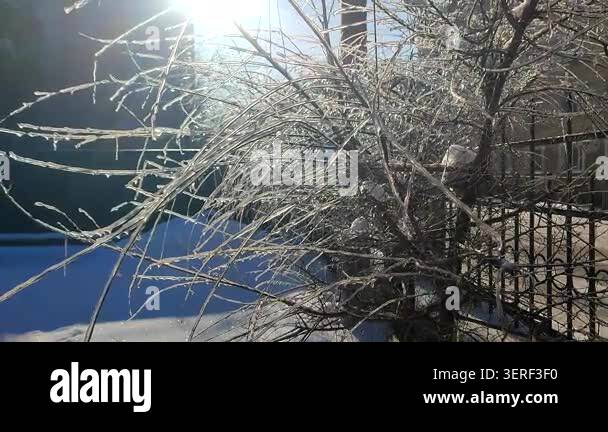 Bush or tree covered thick layer of ice on sunny winter day. Icy tree ...
