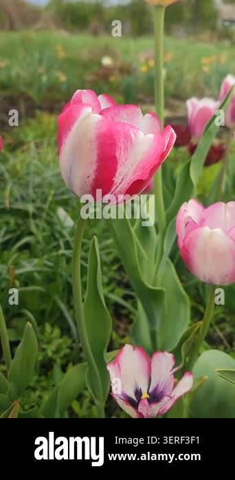 Tulip. Beautiful blooming tulip flower. Blooming tulip flower with pink ...