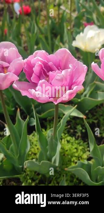 Tulip. Beautiful blooming tulip flower. Blooming tulip flower with ...