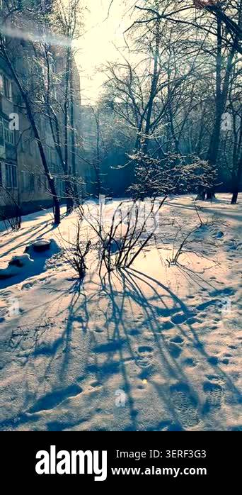Icy dry branch of bush near building on sunny winter day. Transparent ...