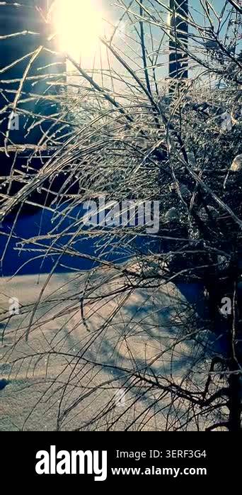 Bush or tree covered thick layer of ice on sunny winter day. Icy tree ...
