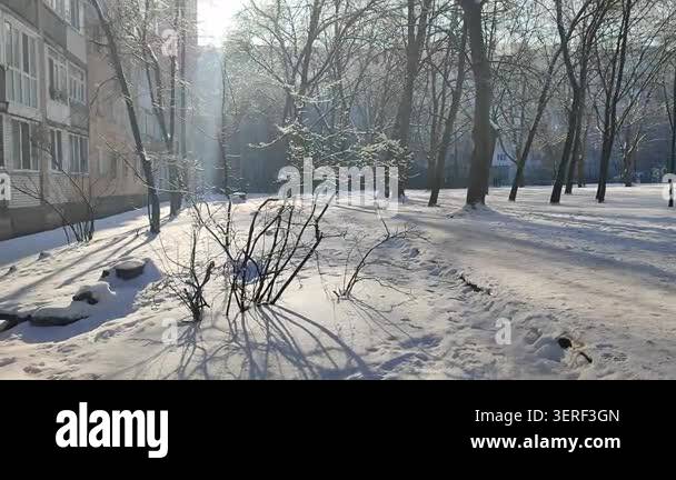 Icy dry branch of bush near building on sunny winter day. Transparent ...