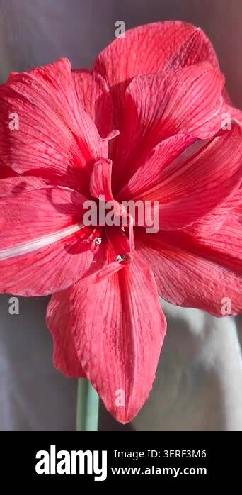 Hippeastrum amaryllis Pink Symphony. Large blooming flower pink color ...