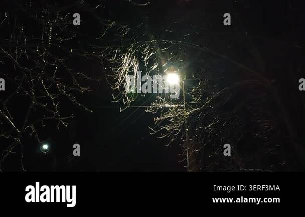 Lantern glowing through ice-covered tree branches on background blue ...