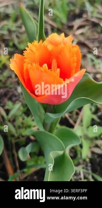 Tulip. Beautiful blooming tulip flower. Blooming tulip flower with red ...