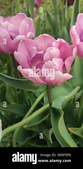 Tulip. Beautiful blooming tulip flower. Blooming tulip flower with ...