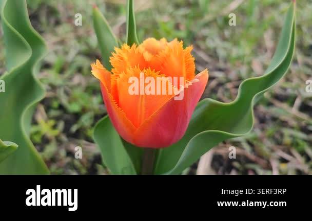 Tulip. Beautiful blooming tulip flower. Blooming tulip flower with red ...