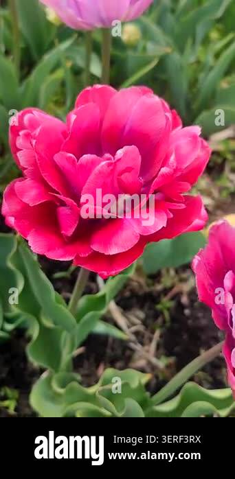 Tulip. Beautiful blooming tulip flower. Blooming tulip flower with pink ...