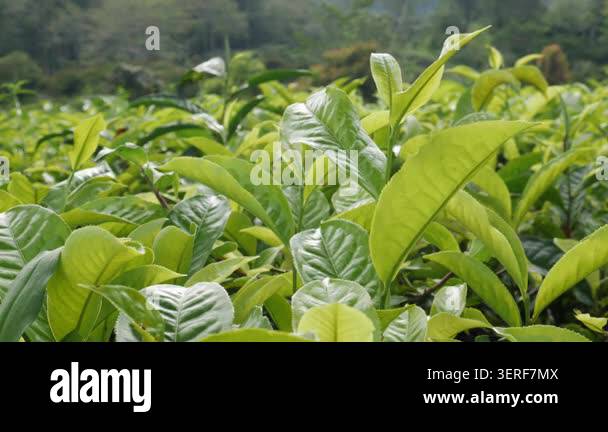 A close-up horizontal shot focusing on healthy green tea plant shoots ...