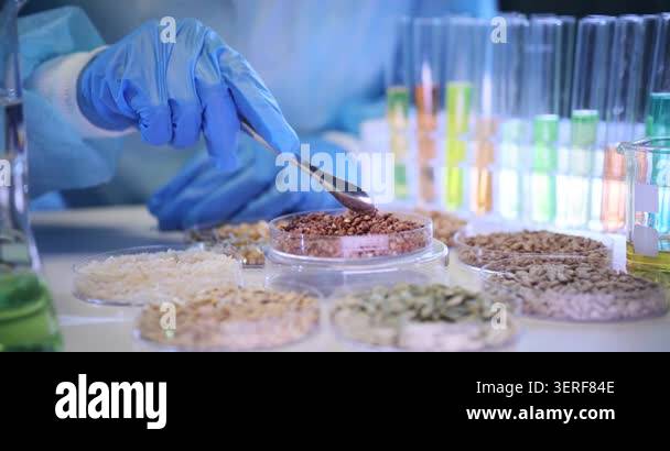 Laboratory worker conducts analysis of various seeds. Lab technician ...