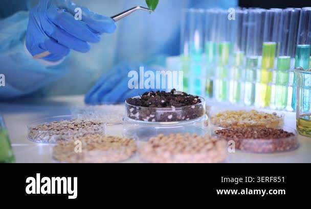 Lab worker places green plant leaf onto Petri dish filled with tiny ...