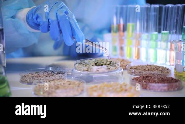 Laboratory employee studies pumpkin seeds for signs of genetic ...
