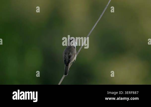 Common Reed Warbler with brown and gray feathers perches on a slender ...