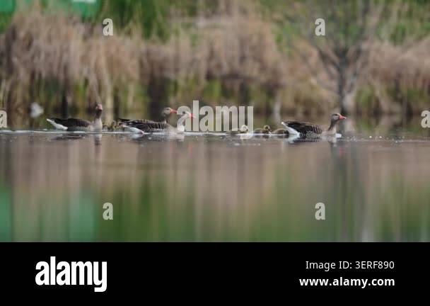 Adult Greylag geese lead their fluffy goslings across a tranquil lake ...