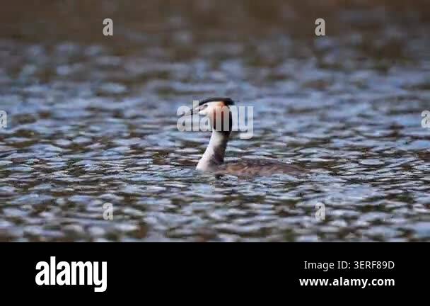 Crested grebe moves smoothly across the water, showcasing its unique ...