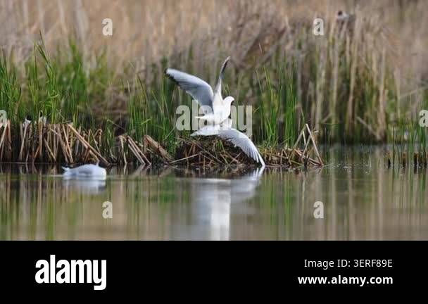 Two white gulls on a reed nest in a wetland One gull spreads wings ...