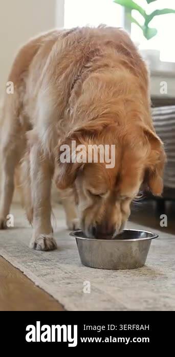 Golden Retriever Dog Eating Food From A Bowl At Home In The Living Room ...