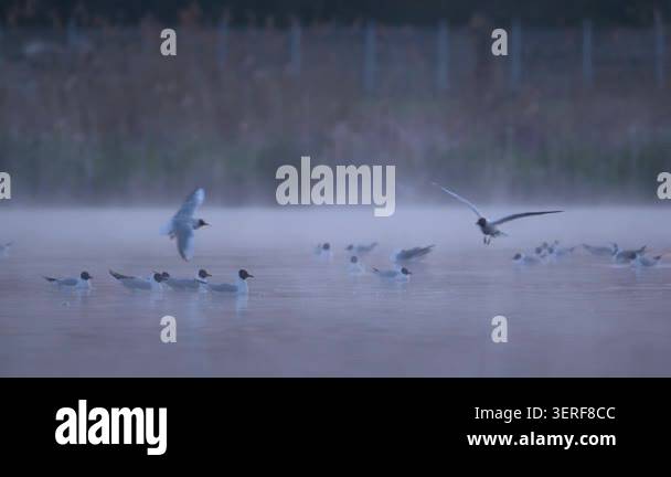 Black-headed gulls on misty lake at dawn Hazy water reflects soft light ...