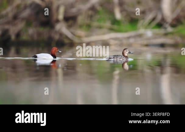 Male Common Pochard and female duck swim together on calm river water ...
