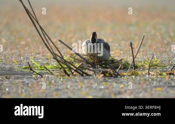 Grebe carefully sits on a floating nest made of plant material in a ...