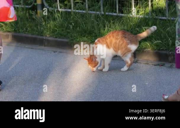 Homeless ginger and white cat begging for food from a woman walking on ...