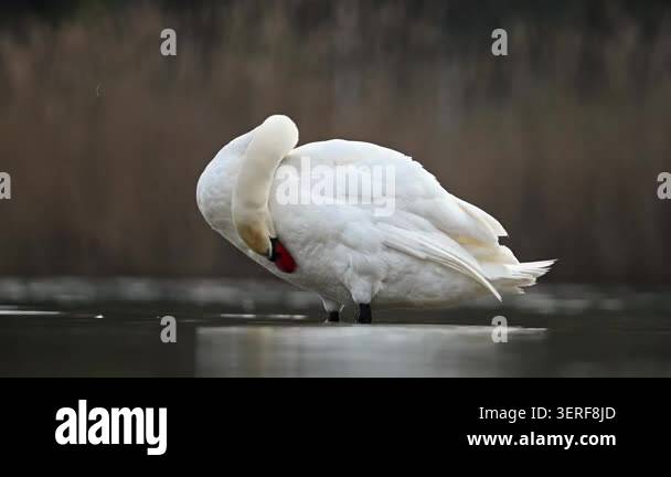 White mute swan preens its body feathers, bending its long neck over ...