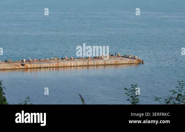 Concrete rusty pier extending into a calm blue sea, providing a resting ...