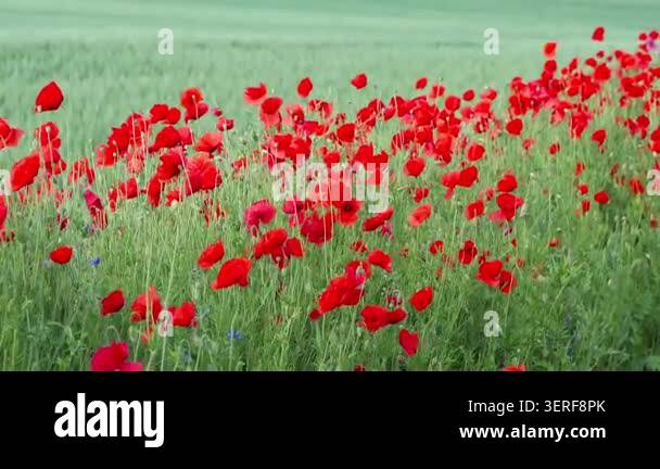 Beautiful red poppy flowers swaying gently in the summer breeze ...