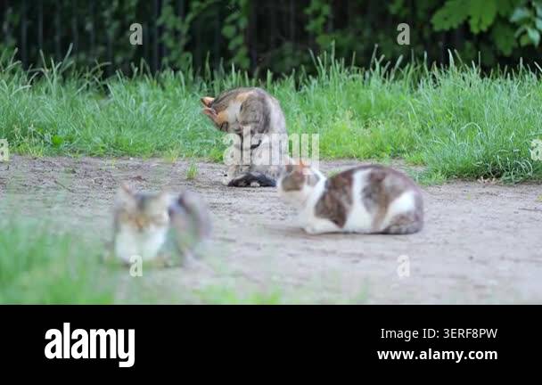 Numerous homeless stray cats resting on a dirt path in a summer park ...