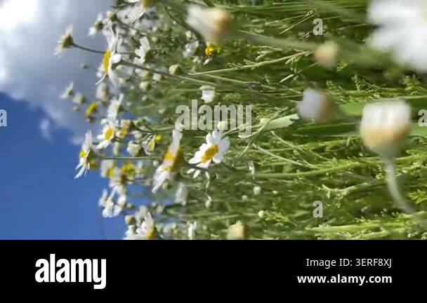 Vertical slow-motion view looking up through wild chamomile daisies ...