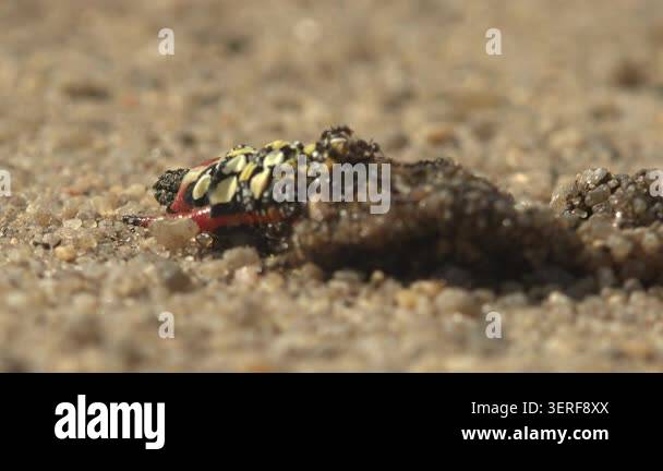 Macro of an ant colony swarming and tearing apart a brightly coloured ...