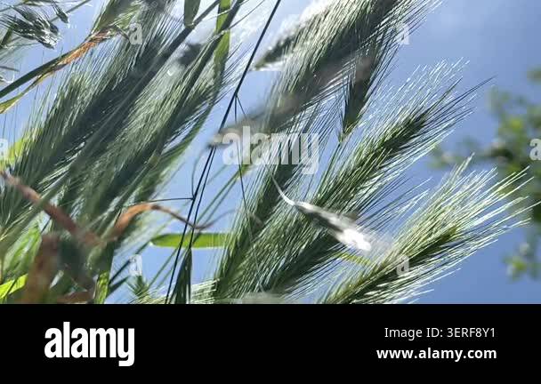 Slow motion of green barley spikes with long awns swaying in the breeze ...