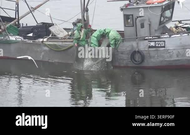 Mykolaiv, Ukraine - October 12, 2024: Fishermen haul a seine net full ...