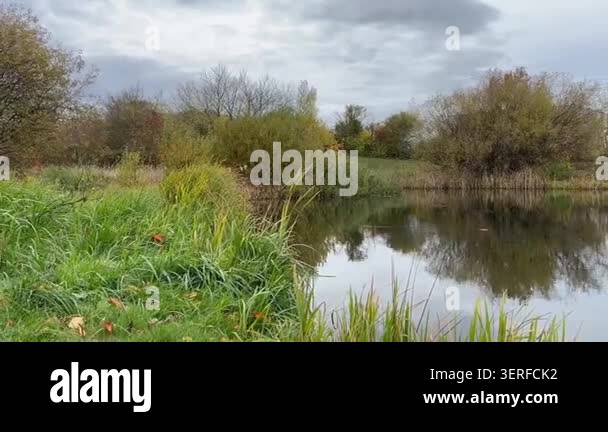 Peaceful Lake Surrounded by Green Nature and Trees Creating Scenic ...