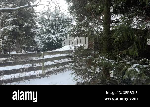 Snowfall in Winter Garden With Evergreen Trees and Wooden Fence ...