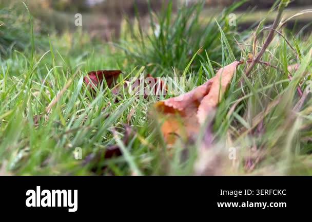 Yellow Autumn Leaves Resting on Green Grass Creating Peaceful Early ...