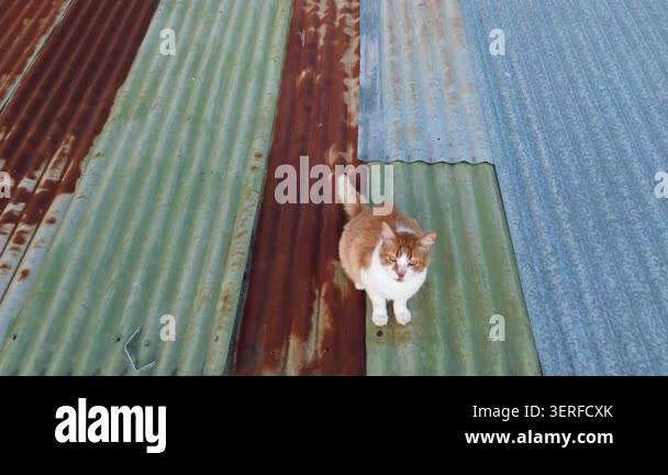 ginger cat on rooftop aerial drone view, a ginger cat resting on ...