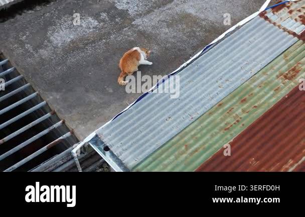 ginger cat on rooftop aerial drone view, a ginger cat resting on ...