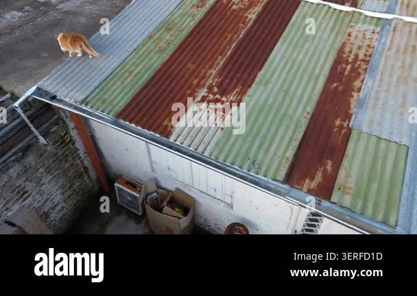 ginger cat on rooftop aerial drone view, a ginger cat resting on ...